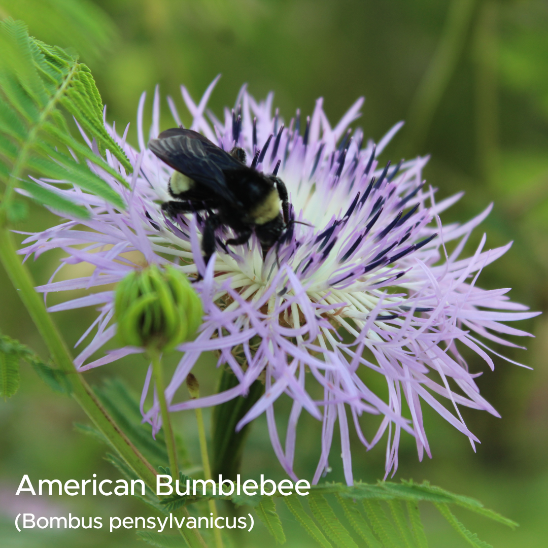 State of the Species: American Bumblebee (Bombus pensylvanicus ...