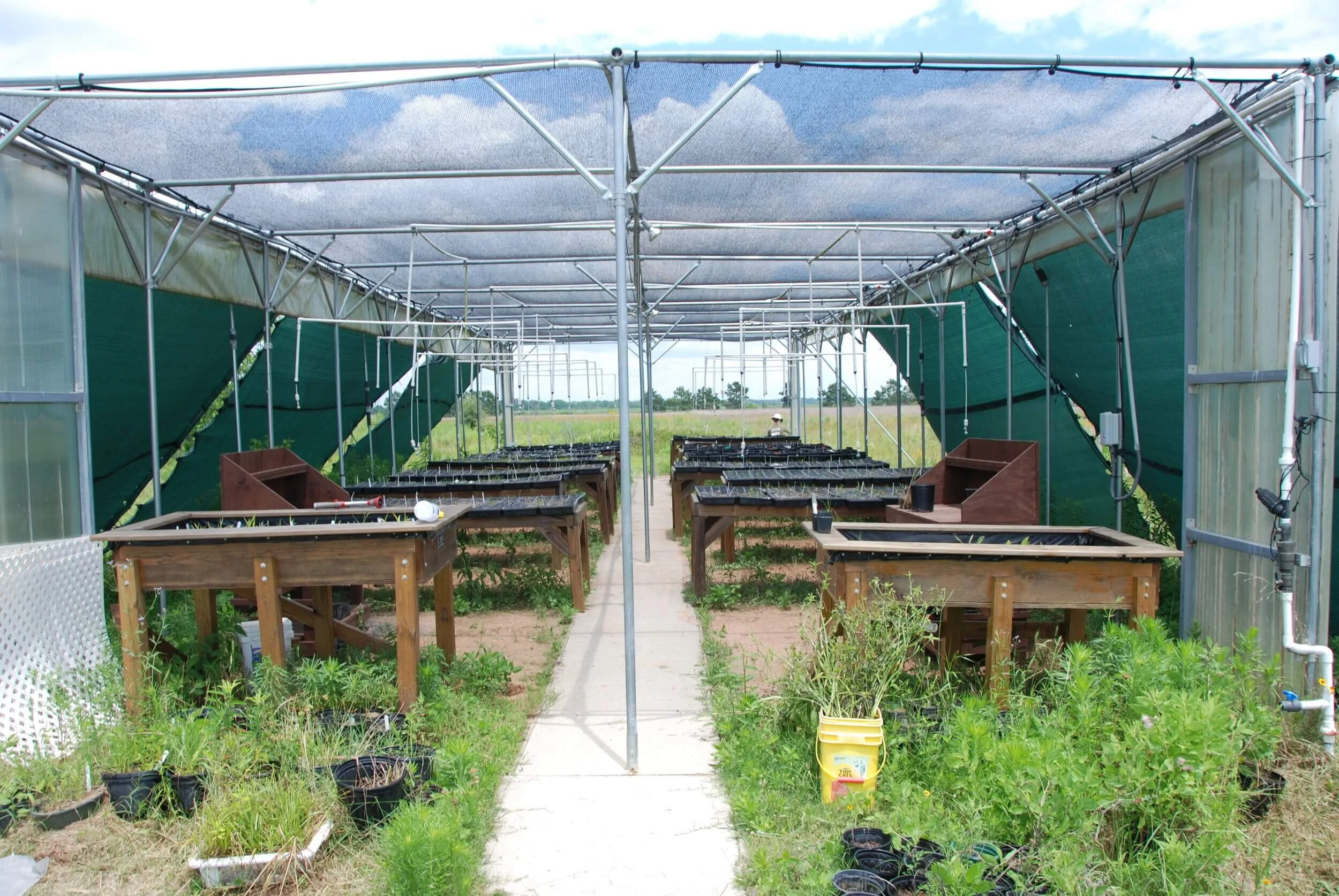 Native Seed Nursery — Coastal Prairie Conservancy