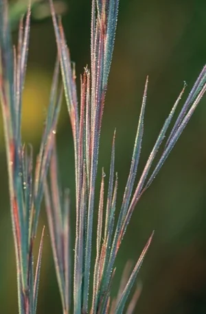 Little Bluestem’s Adaptable Beauty — Coastal Prairie Conservancy