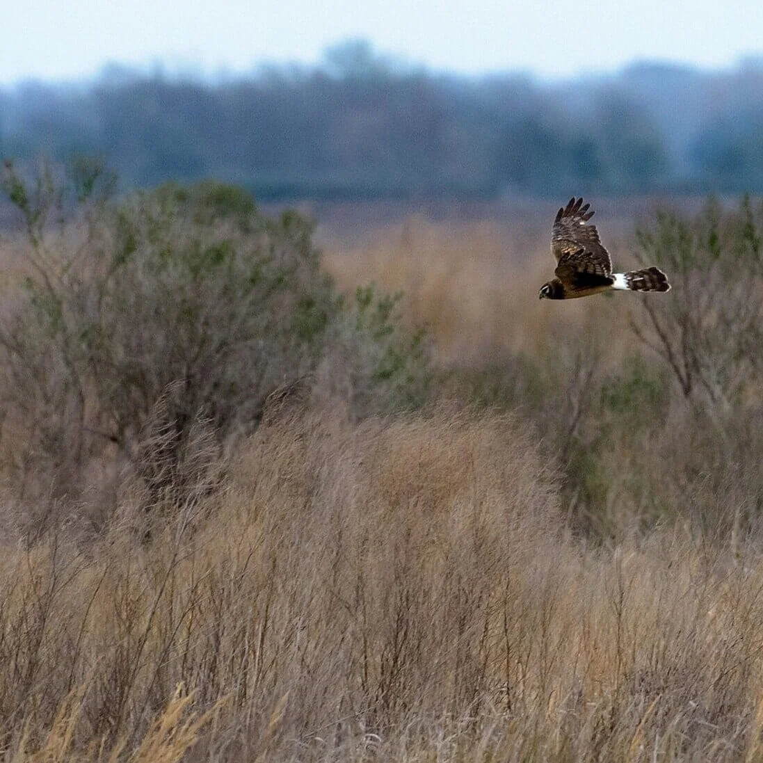 Coastal Prairie Conservancy