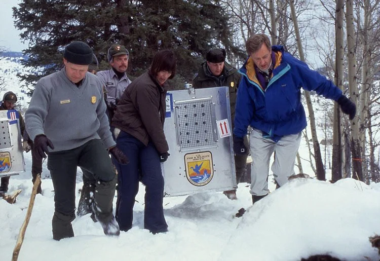 A Timeline of the Yellowstone Wolf Reintroduction — Greater Yellowstone ...