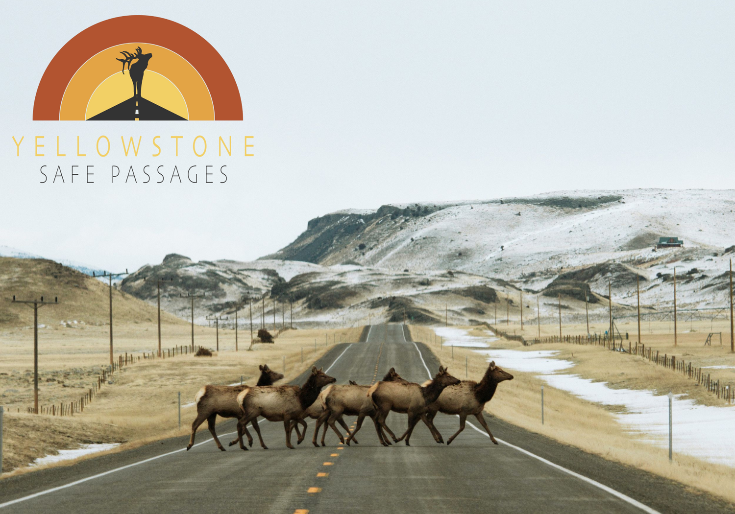 Collaborating for Safe Roads for Wildlife and People — Greater ...