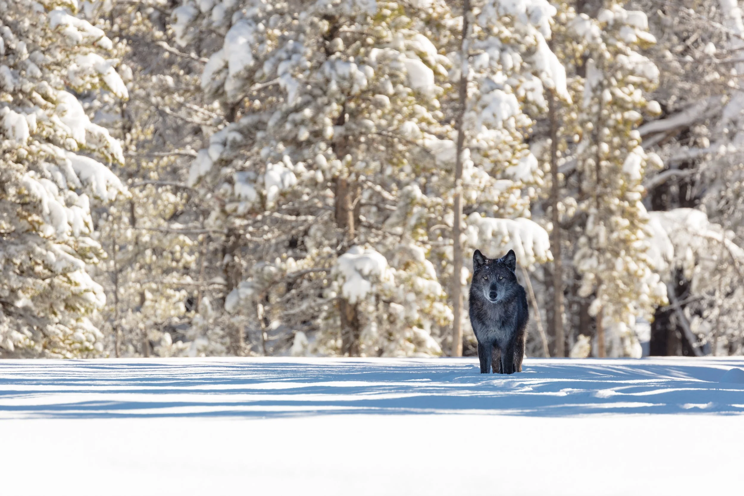 Studying Yellowstone's iconic wolves — Greater Yellowstone Coalition
