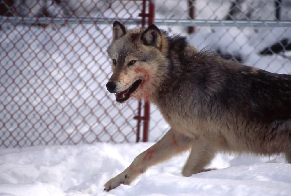 A Timeline of the Yellowstone Wolf Reintroduction — Greater Yellowstone ...
