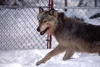 A Timeline of the Yellowstone Wolf Reintroduction — Greater Yellowstone ...