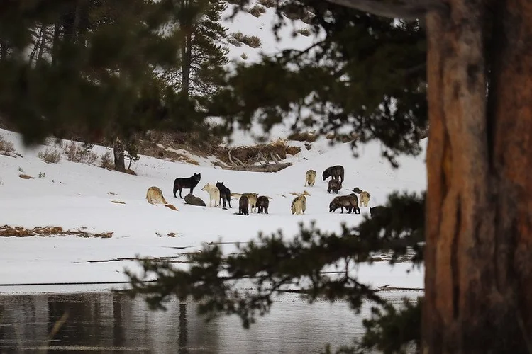 Wolves of the Greater Yellowstone Ecosystem | Conservation & Management ...