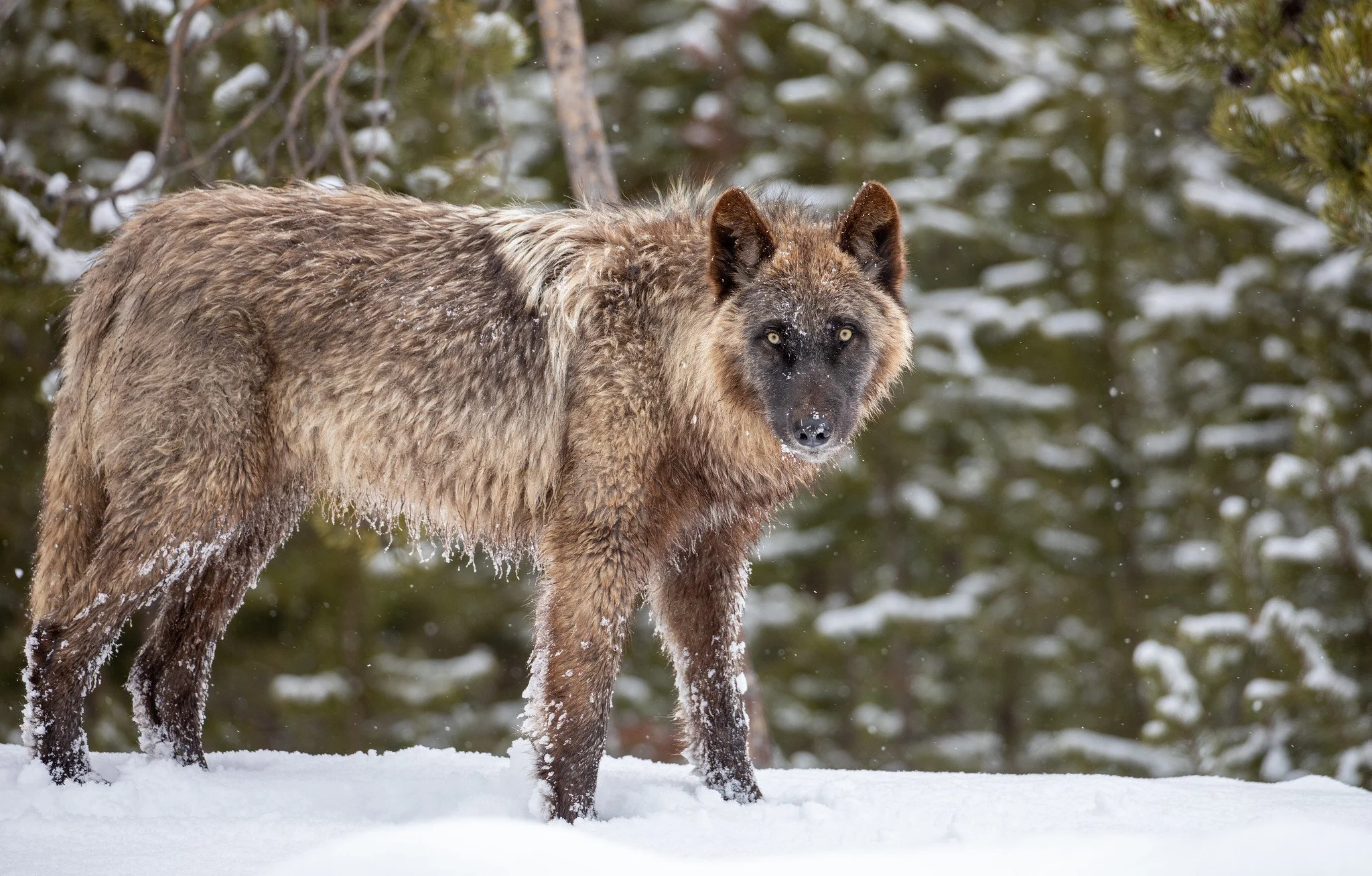 Wolves of the Greater Yellowstone Ecosystem | Conservation & Management ...