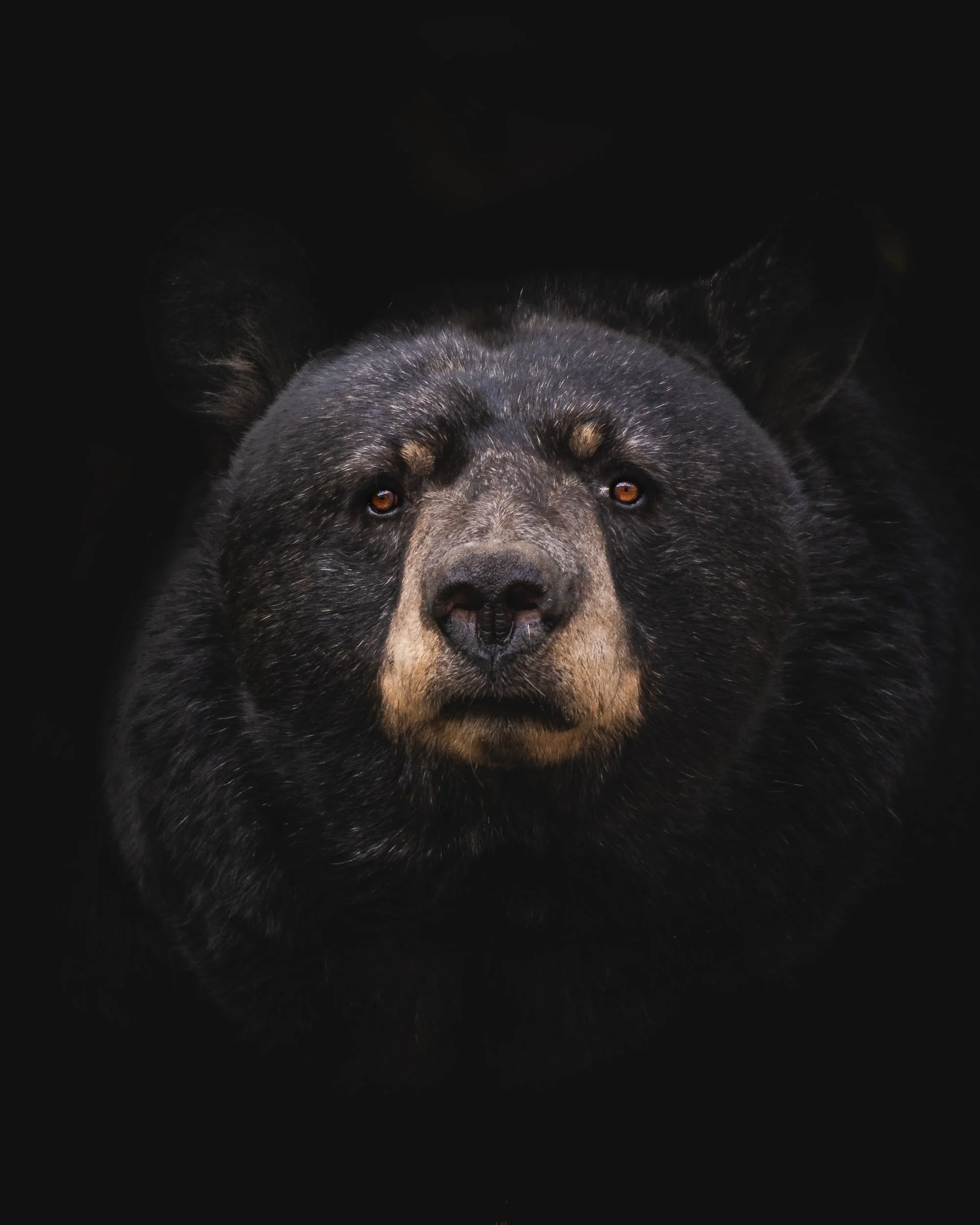 How to Tell the Difference Between a Grizzly Bear and a Black Bear ...