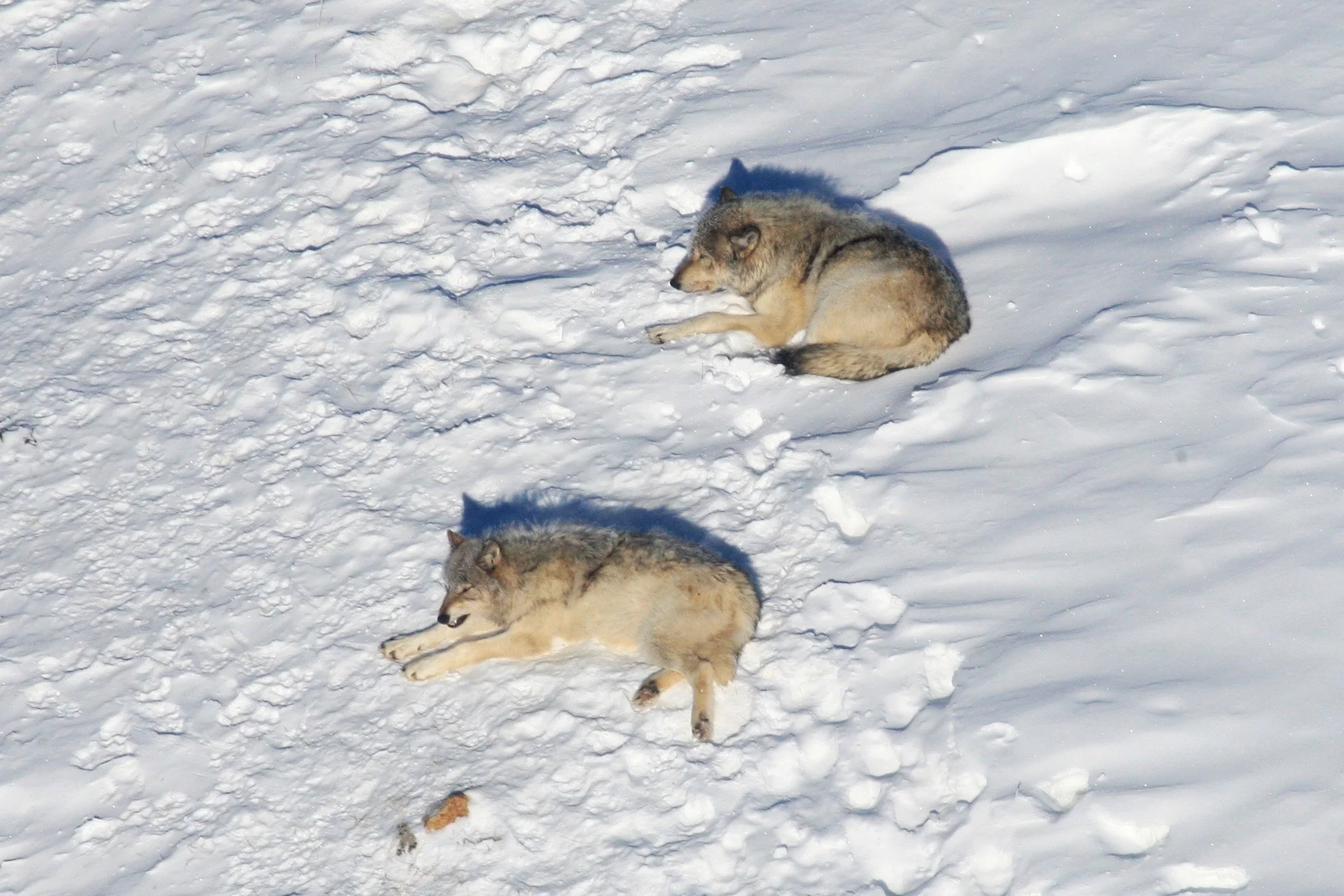 Studying Yellowstone's iconic wolves — Greater Yellowstone Coalition