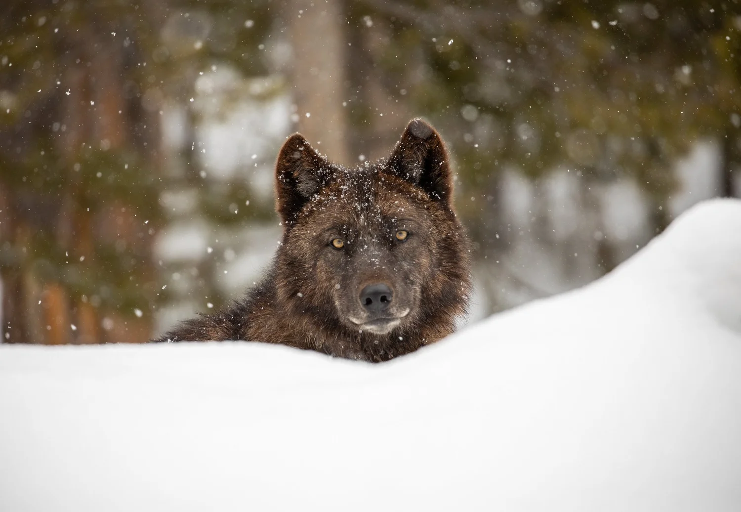 Studying Yellowstone's iconic wolves — Greater Yellowstone Coalition