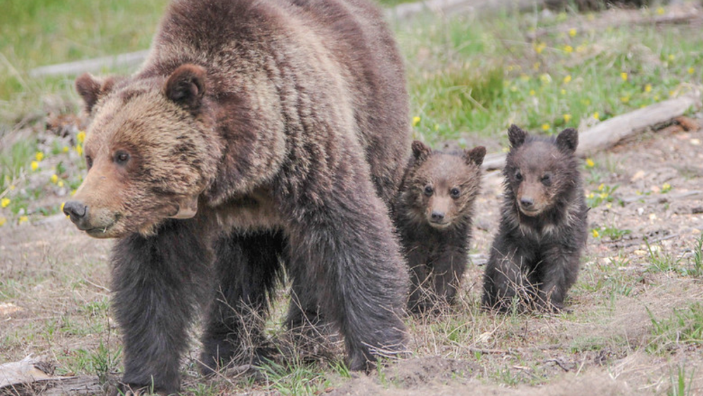 Protecting Grizzly Bears — Greater Yellowstone Coalition