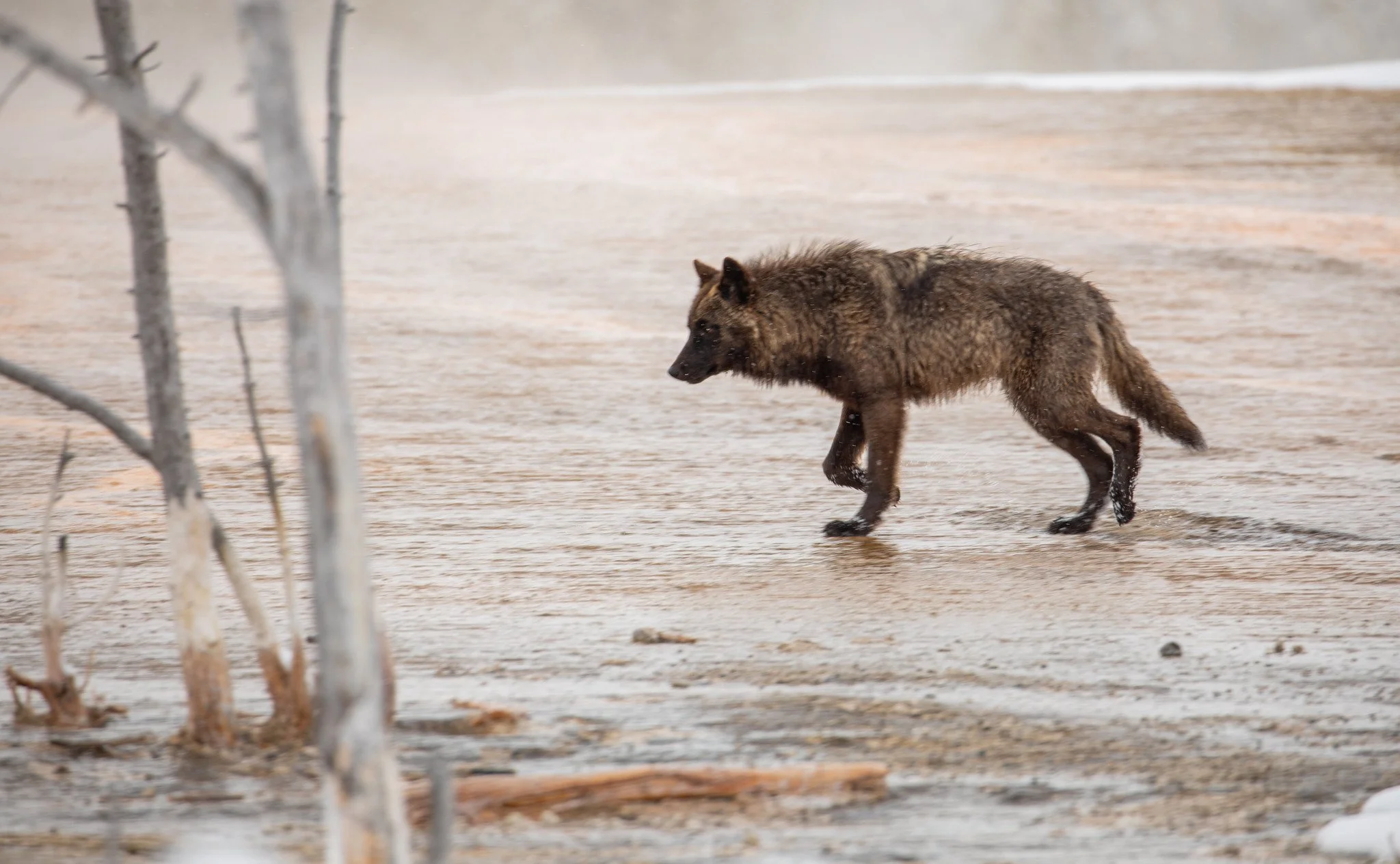 Montana Fish and Wildlife Commission Passes Measures that Signal ...