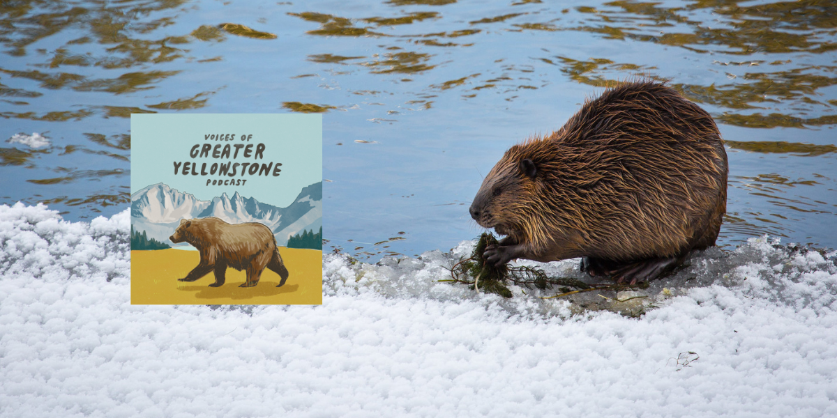 Voices of Greater Yellowstone Podcast — Greater Yellowstone Coalition