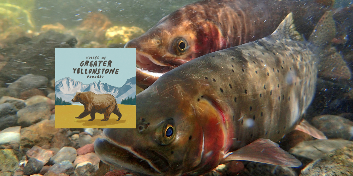 Voices of Greater Yellowstone Podcast — Greater Yellowstone Coalition