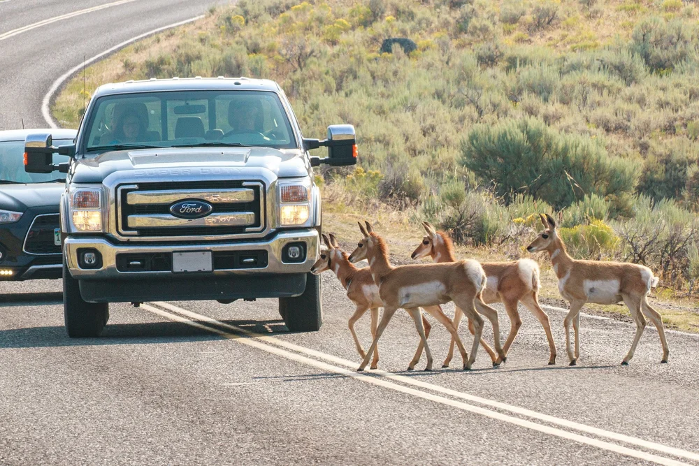 Calling Artists! Partners Launch Wildlife Crossing License Plate Design ...