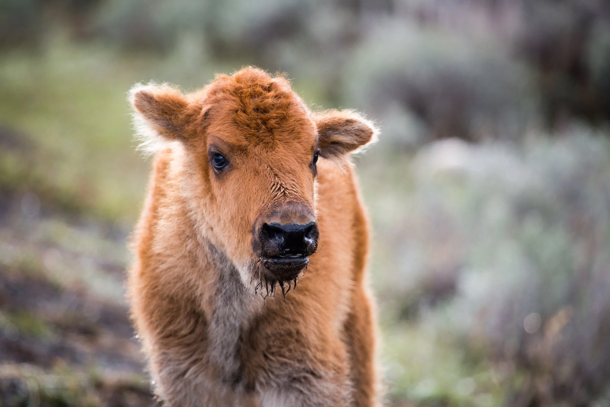Status Update: Yellowstone Bison Management Plan — Greater Yellowstone ...