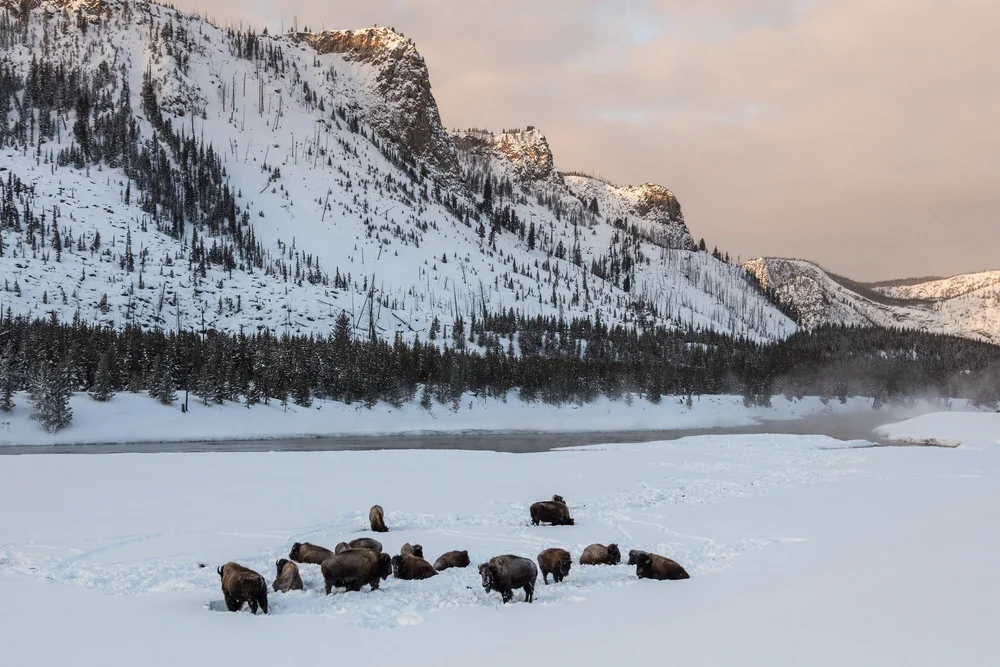 Latest Yellowstone Bison Transfer Another Milestone Worth Celebrating ...