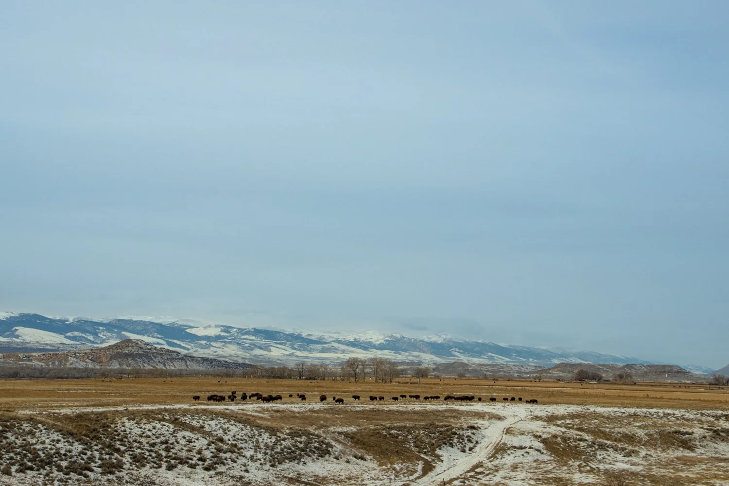 Eastern Shoshone Tribal Buffalo Herd welcomes 10 new buffalo home ...