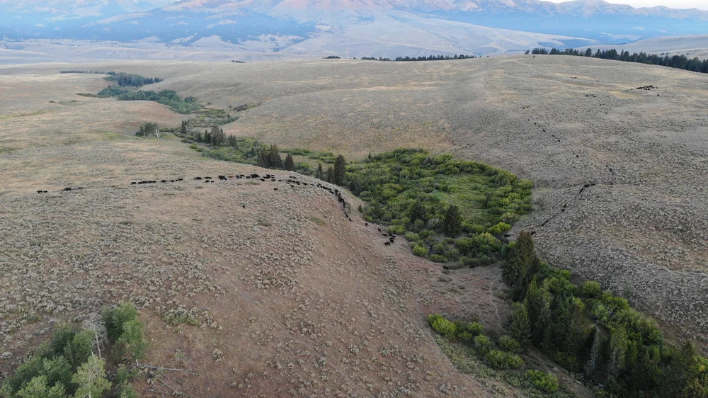 Grizzly bear coexistence work reaches new heights in the Gravelly Range ...