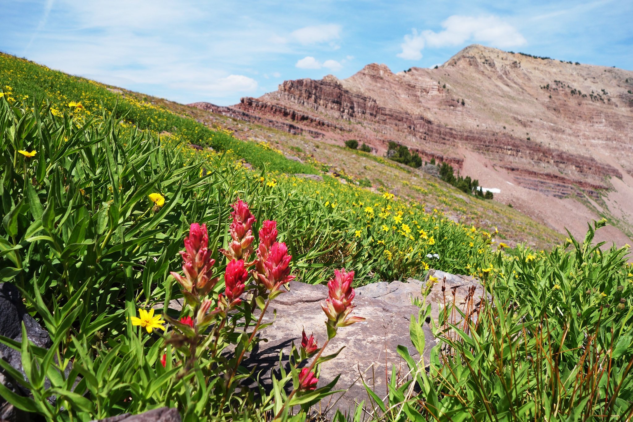 Conservation Wins in Greater Yellowstone | Success Stories & Major ...