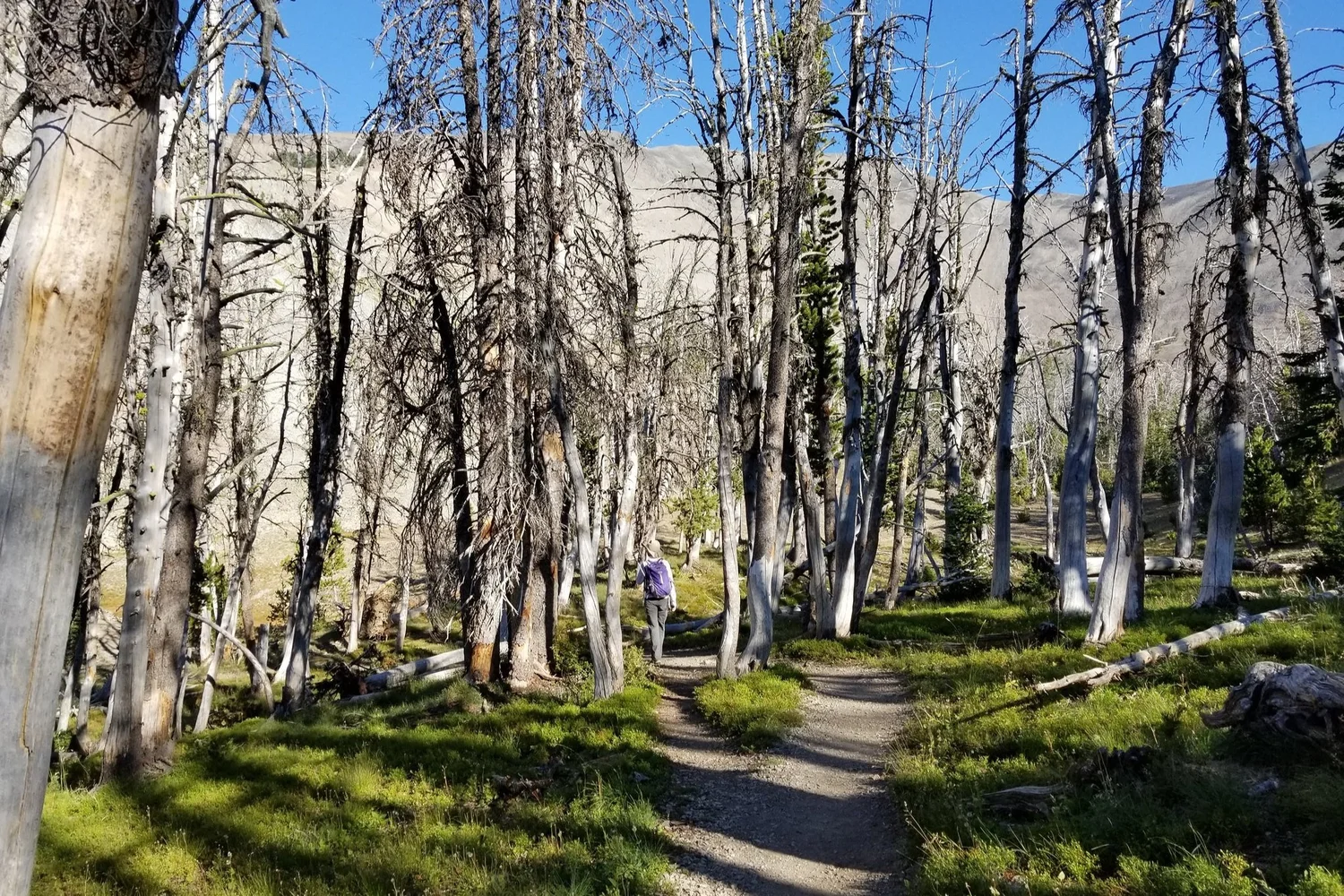 Learn about the Greater Yellowstone Ecosystem — Greater Yellowstone ...
