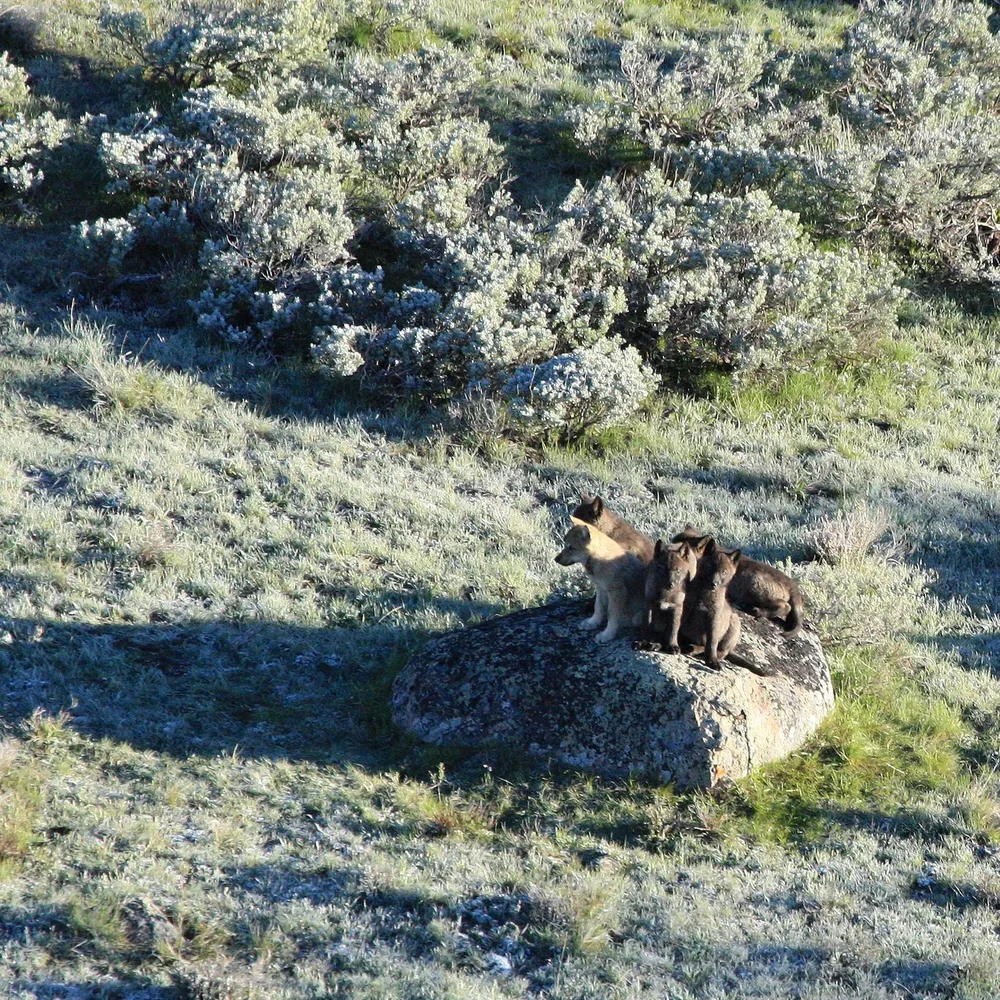 2024 Yellowstone Wildlife Tour — Greater Yellowstone Coalition