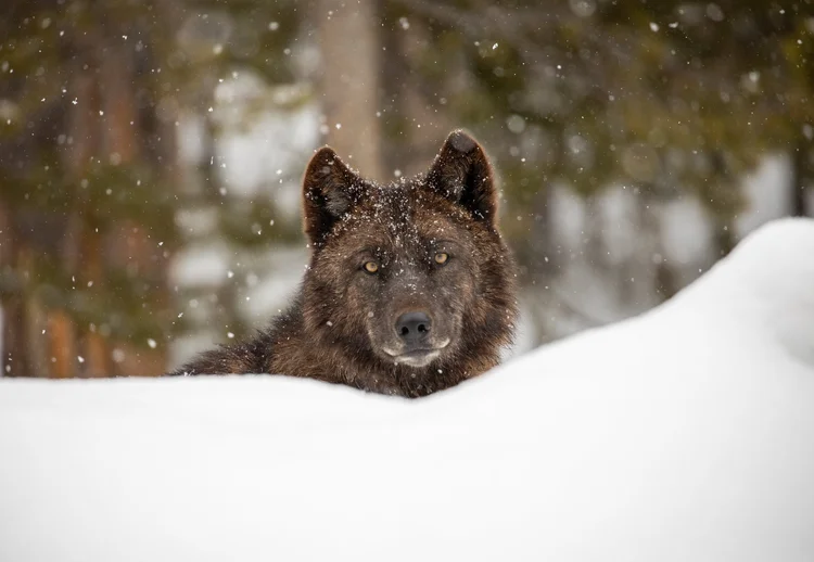 Wolves of the Greater Yellowstone Ecosystem | Conservation & Management ...