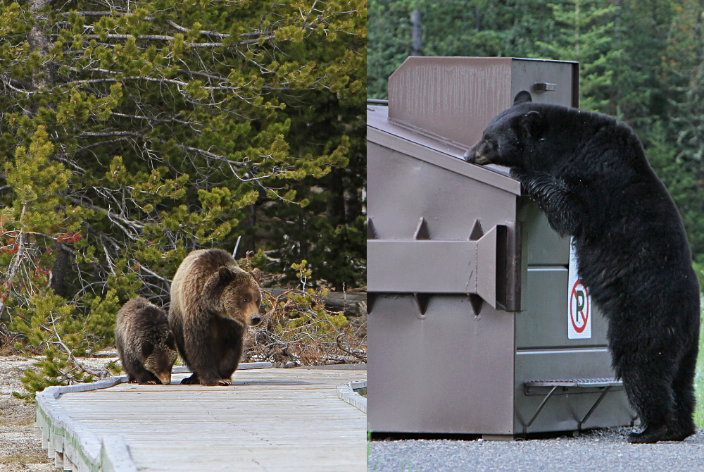 How to Tell the Difference Between a Grizzly Bear and a Black Bear ...