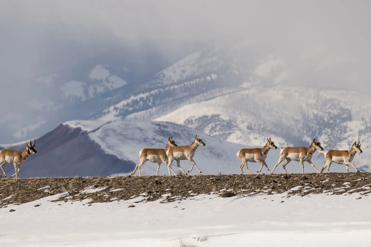 Protecting the wildlife of Greater Yellowstone — Greater Yellowstone ...