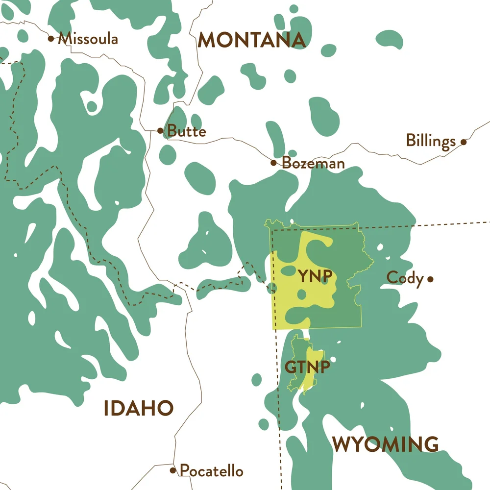 Whitebark Pine: A Grizzly Bear's Superfood — Greater Yellowstone Coalition