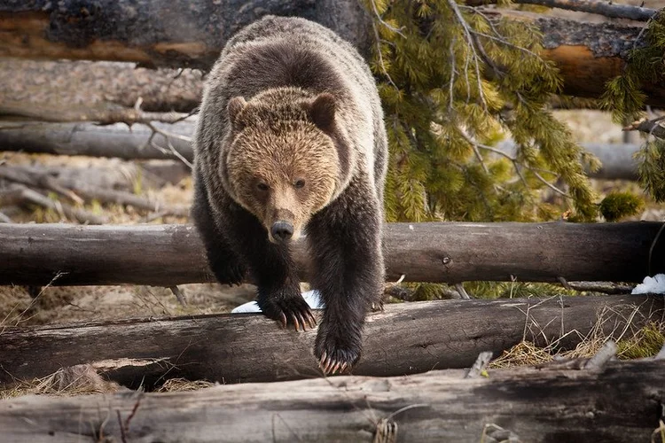 Whitebark Pine: A Grizzly Bear's Superfood — Greater Yellowstone Coalition