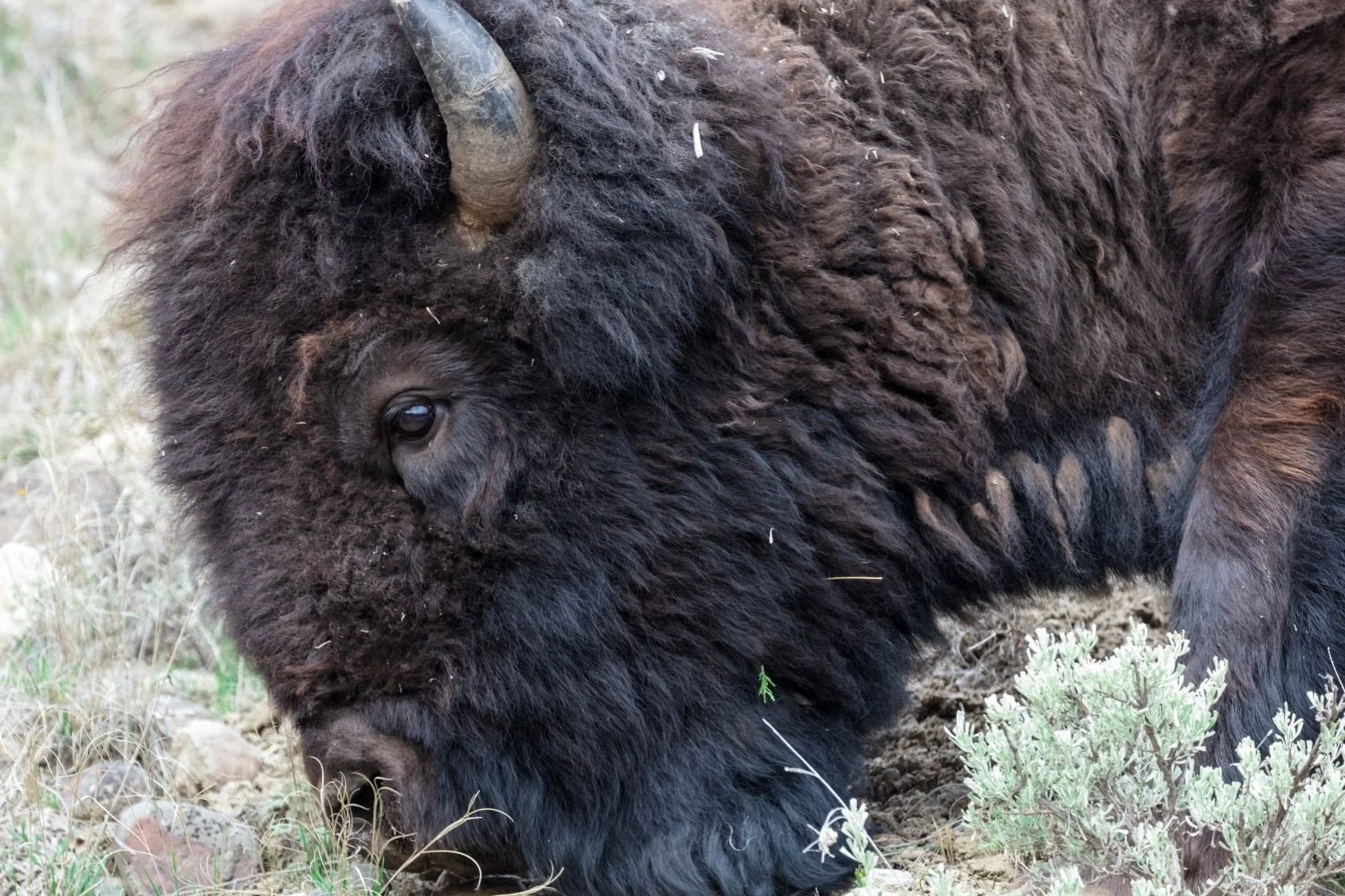 Protecting Bison — Greater Yellowstone Coalition