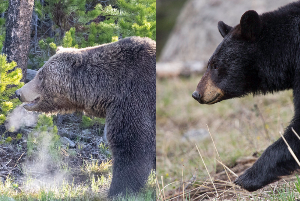 How to Tell the Difference Between a Grizzly Bear and a Black Bear ...