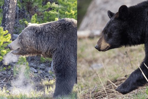 How to Tell the Difference Between a Grizzly Bear and a Black Bear ...
