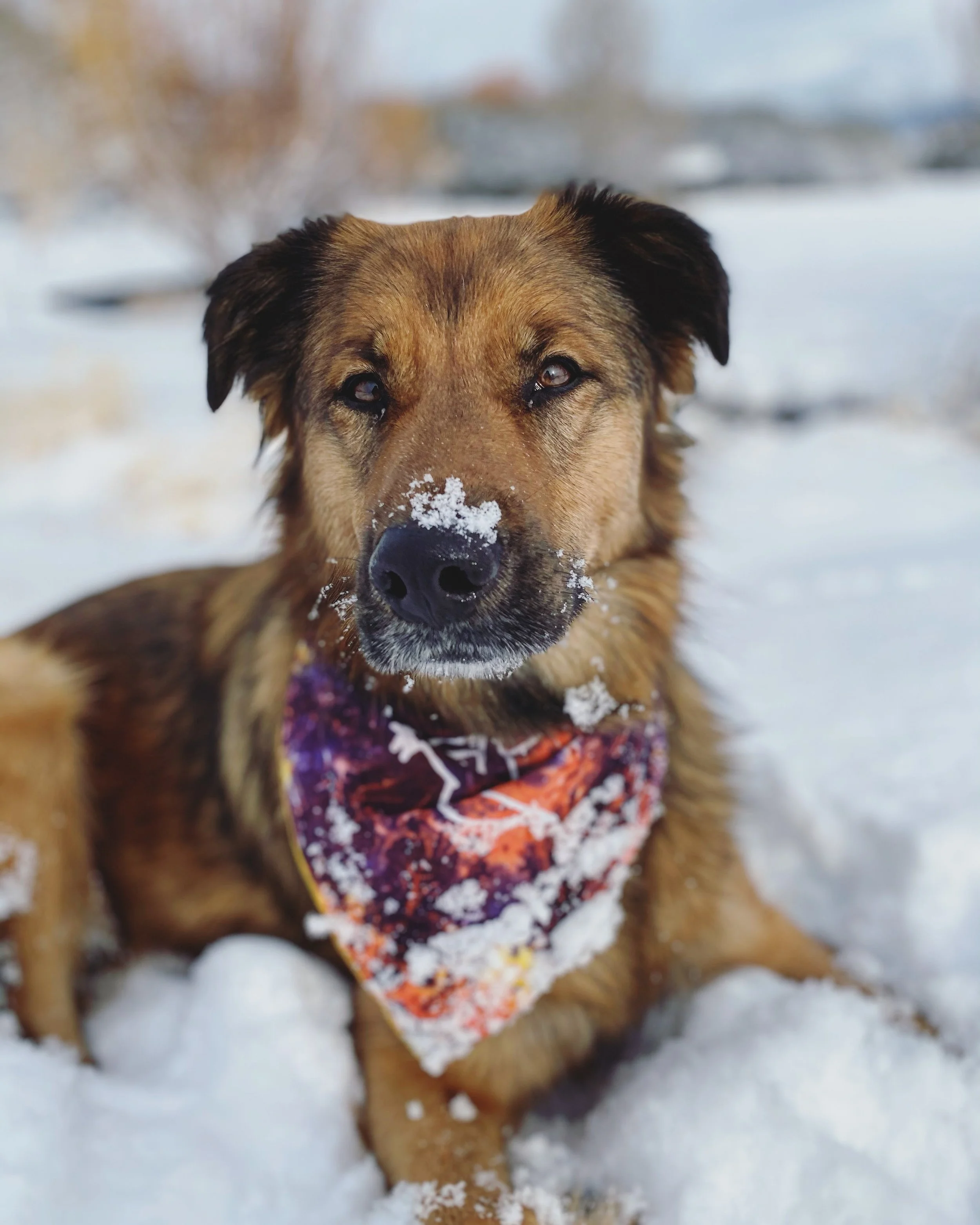 Greater Yellowstone Coalition Staff — Greater Yellowstone Coalition