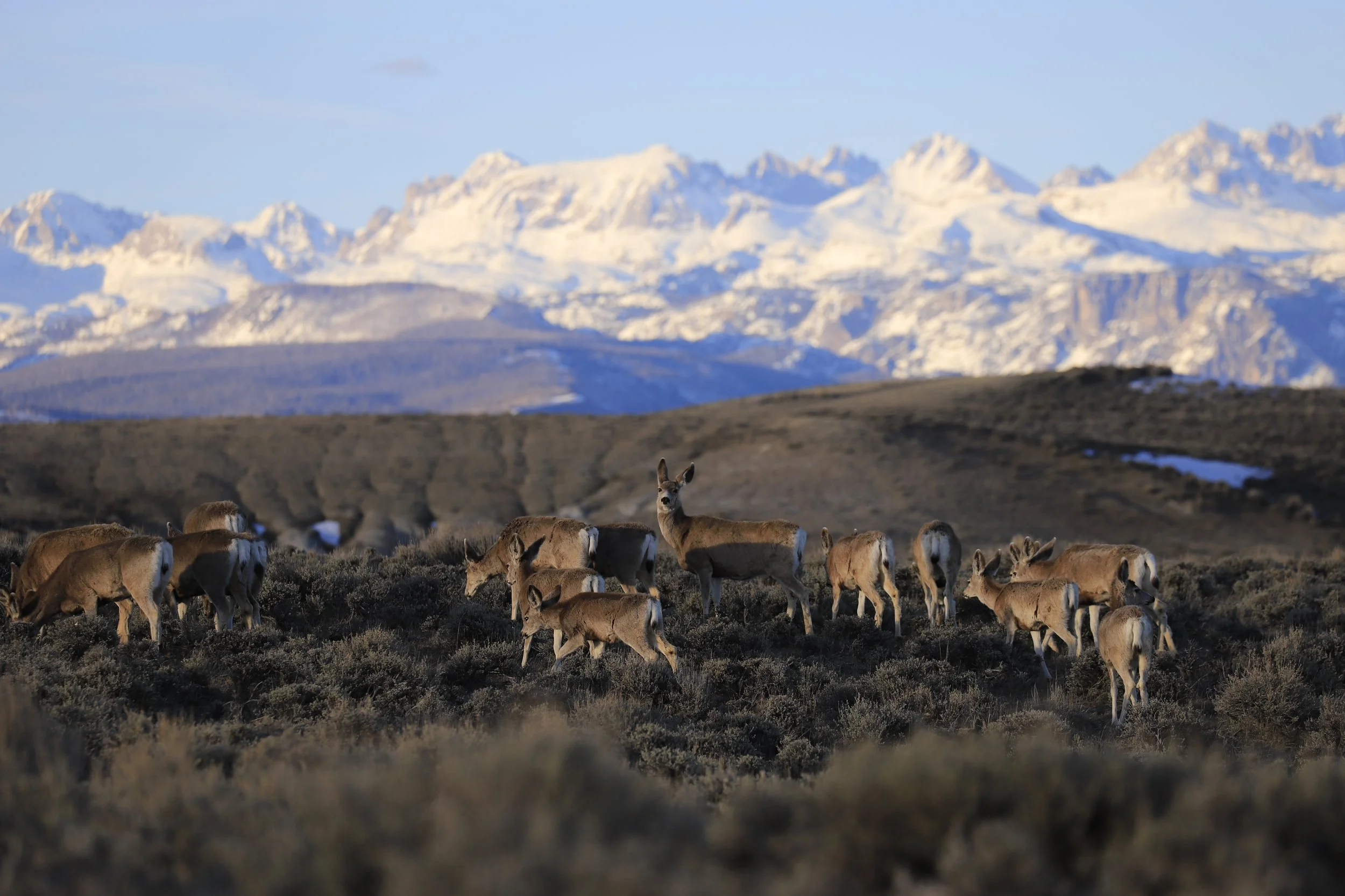 Conservation Wins in Greater Yellowstone | Success Stories & Major ...