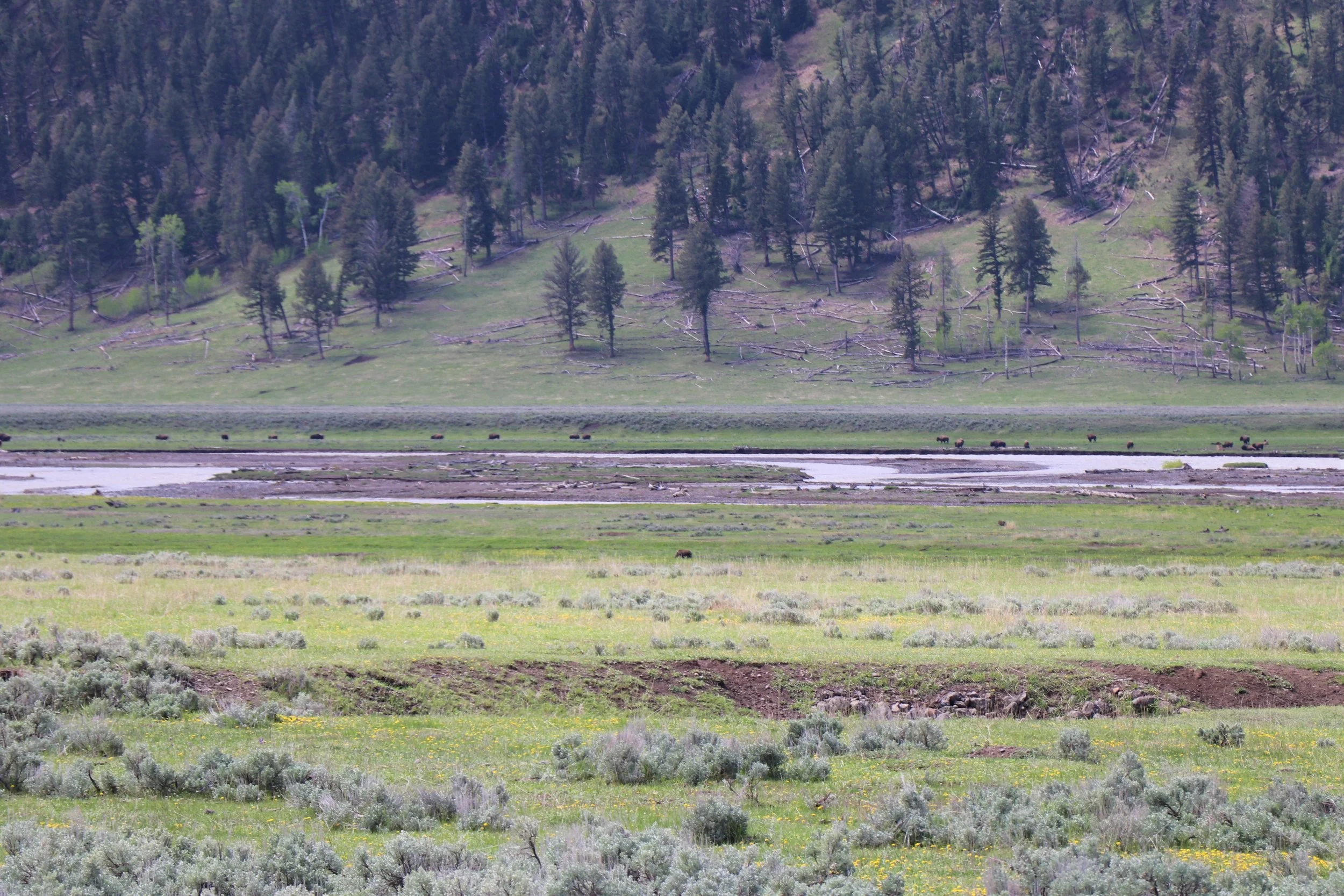 Beholding bison: A day in Yellowstone — Greater Yellowstone Coalition