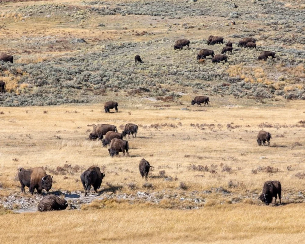 New Yellowstone Bison Plan a Step in the Right Direction — Greater ...