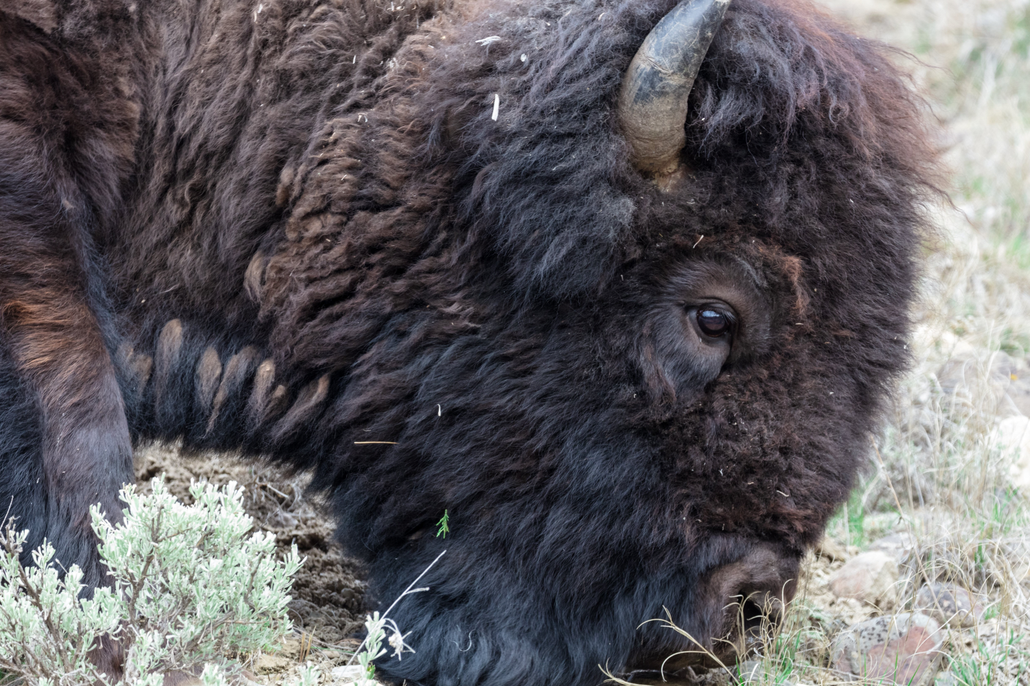 Expanding Tribal Buffalo Herds — Greater Yellowstone Coalition