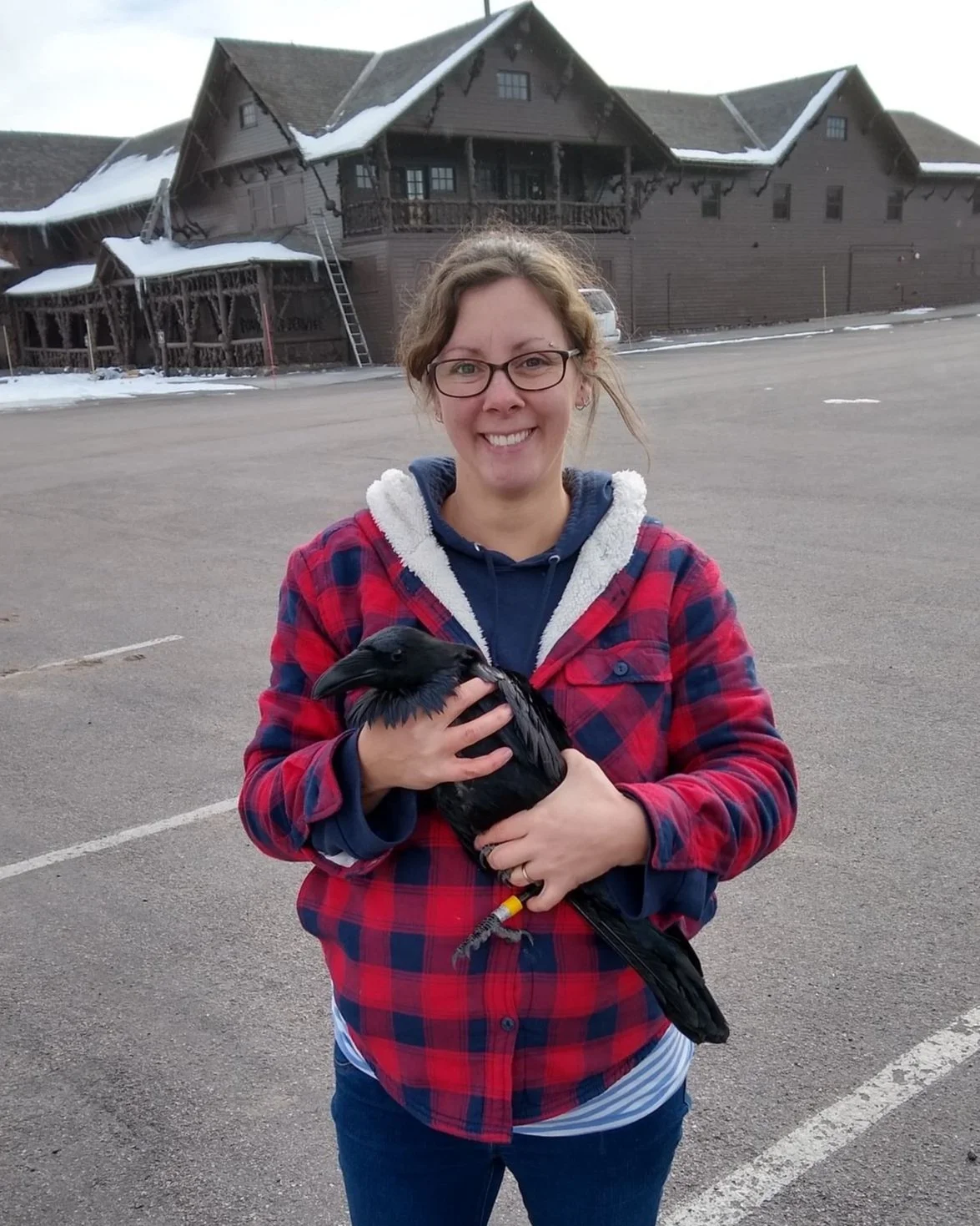 Episode 17 | Ravens: Yellowstone’s Clever Corvids — Greater Yellowstone ...