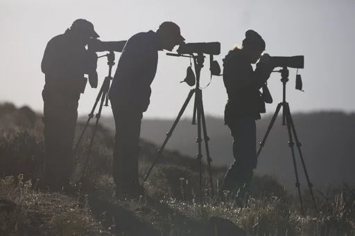 Finding the wild wolves of Yellowstone — Greater Yellowstone Coalition