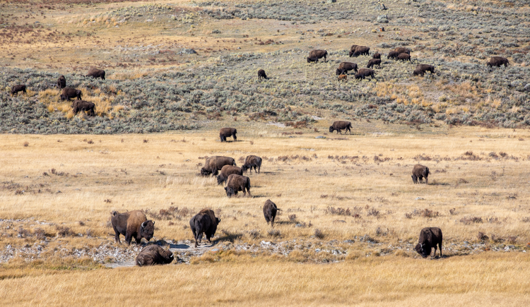 Restoring Native Buffalo in Greater Yellowstone | Wild Bison ...