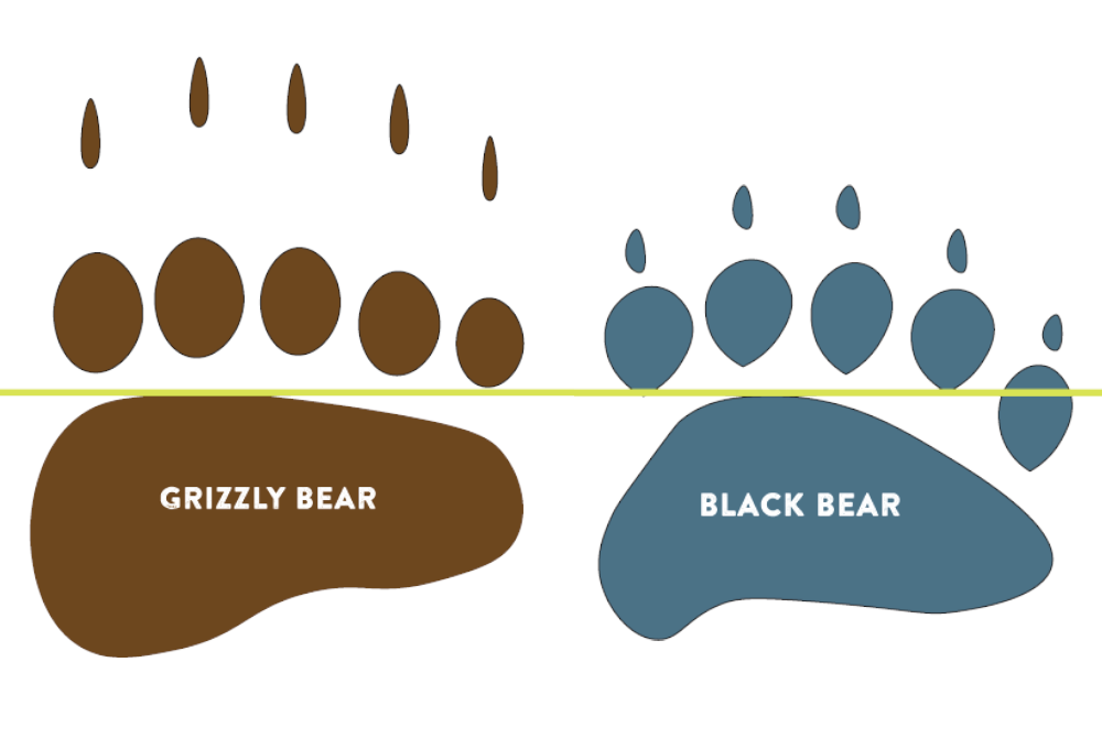 How to Tell the Difference Between a Grizzly Bear and a Black Bear ...
