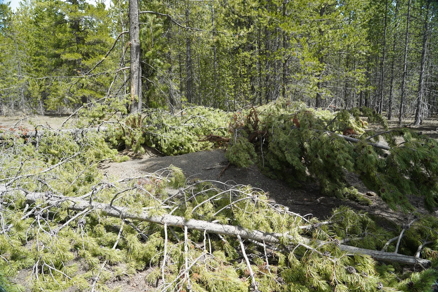 Restoring forest habitat for grizzly bears and other wildlife — Greater ...