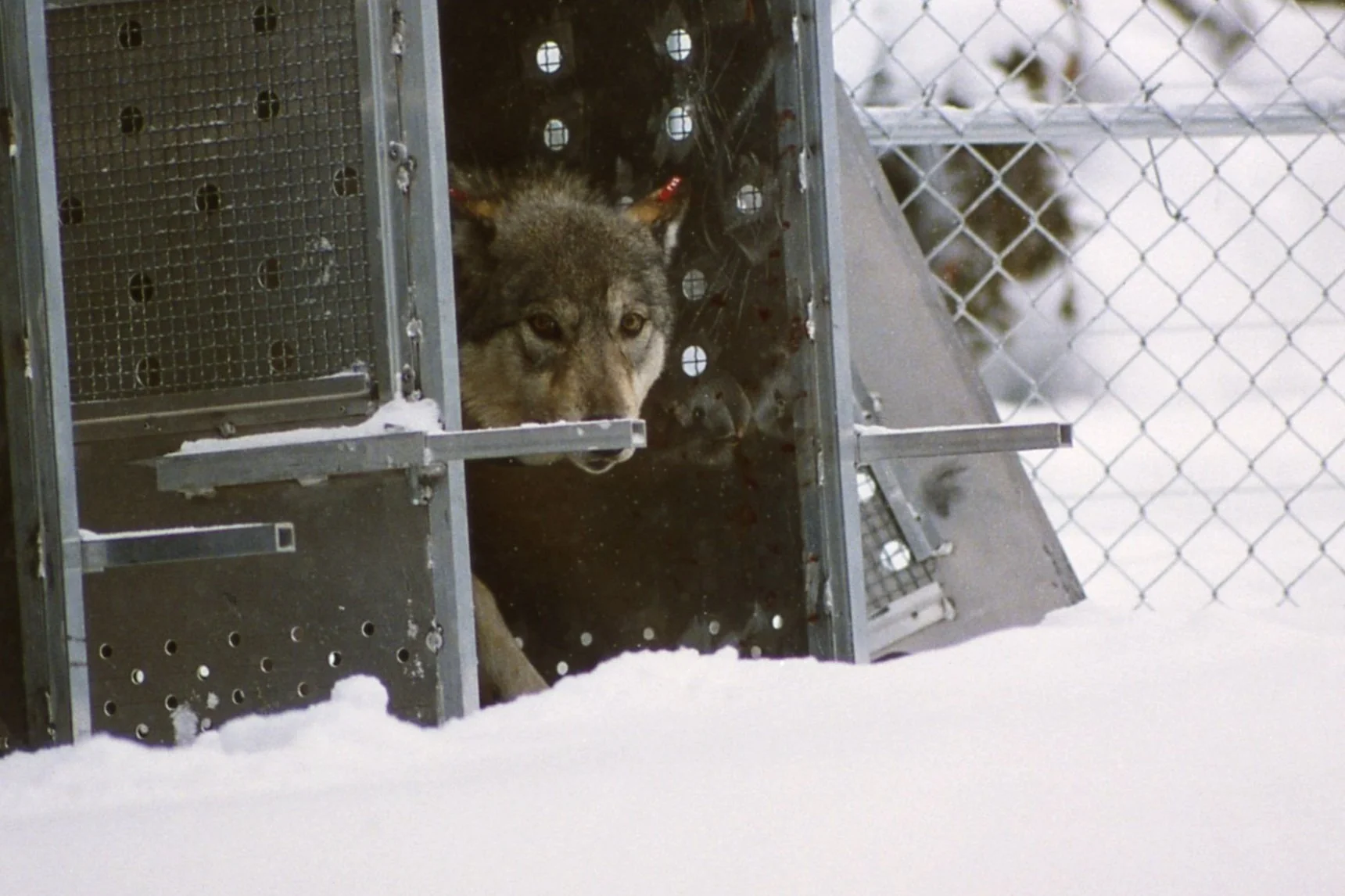 Learn about the Greater Yellowstone Ecosystem — Greater Yellowstone ...