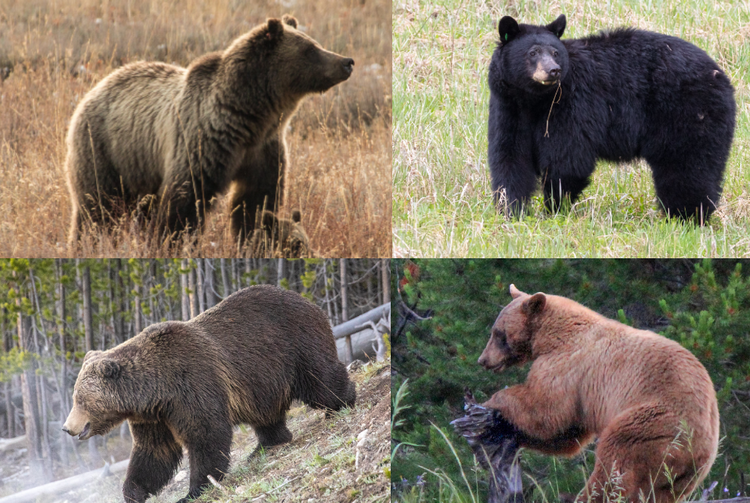 How to Tell the Difference Between a Grizzly Bear and a Black Bear ...