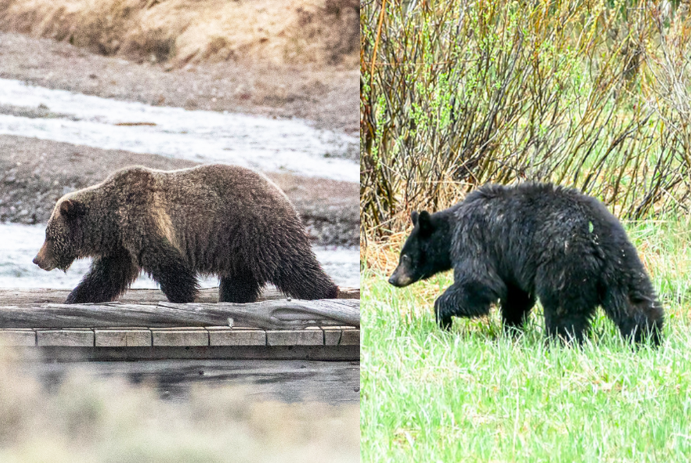 How to Tell the Difference Between a Grizzly Bear and a Black Bear ...