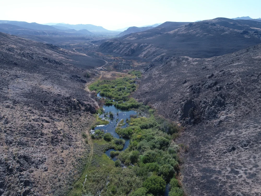 More Than Just Dams: Beavers Give River Systems a Boost — Greater ...
