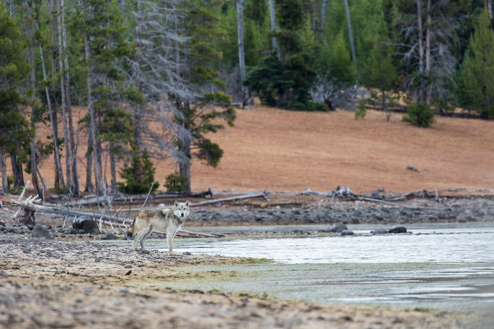 Protecting Wolves — Greater Yellowstone Coalition