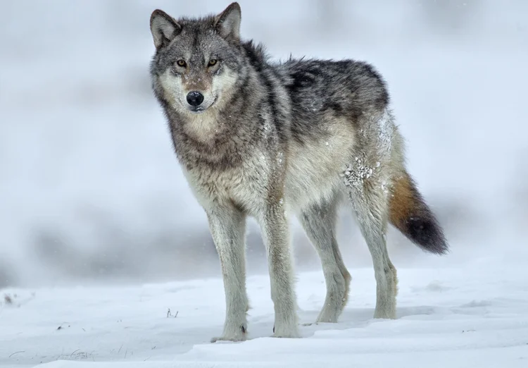 Protecting Wolves — Greater Yellowstone Coalition